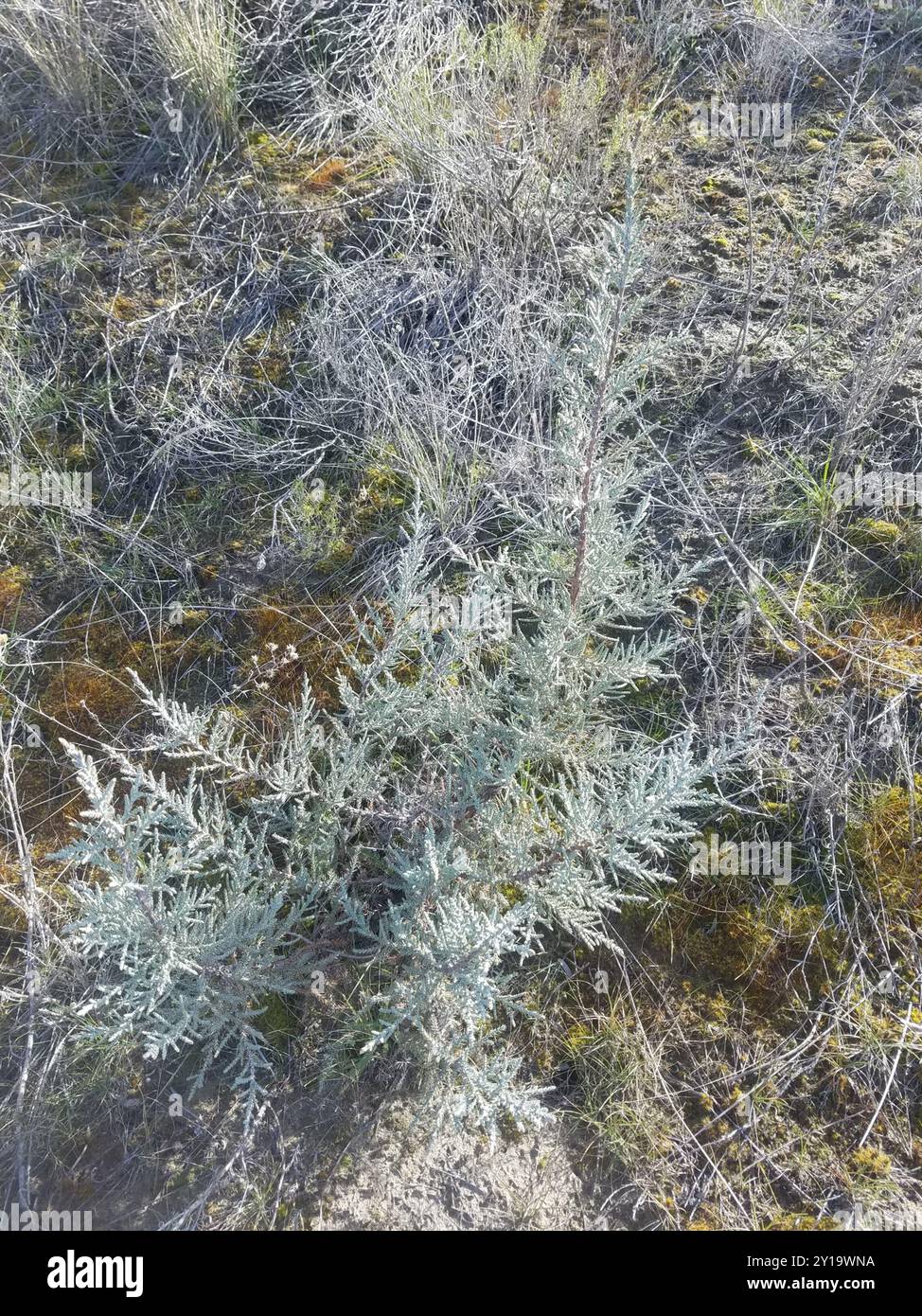 western juniper (Juniperus occidentalis) Plantae Stock Photo - Alamy