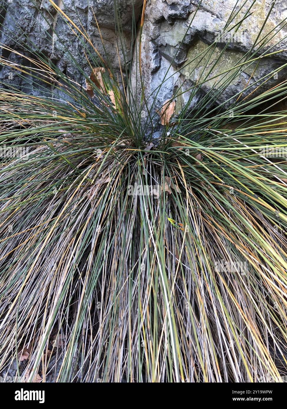Southwestern Spiny Rush (Juncus acutus leopoldii) Plantae Stock Photo ...
