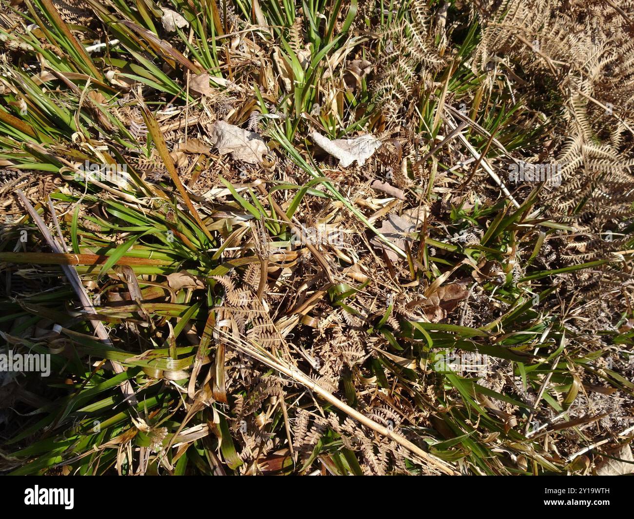 Great Woodrush (Luzula sylvatica) Plantae Stock Photo - Alamy