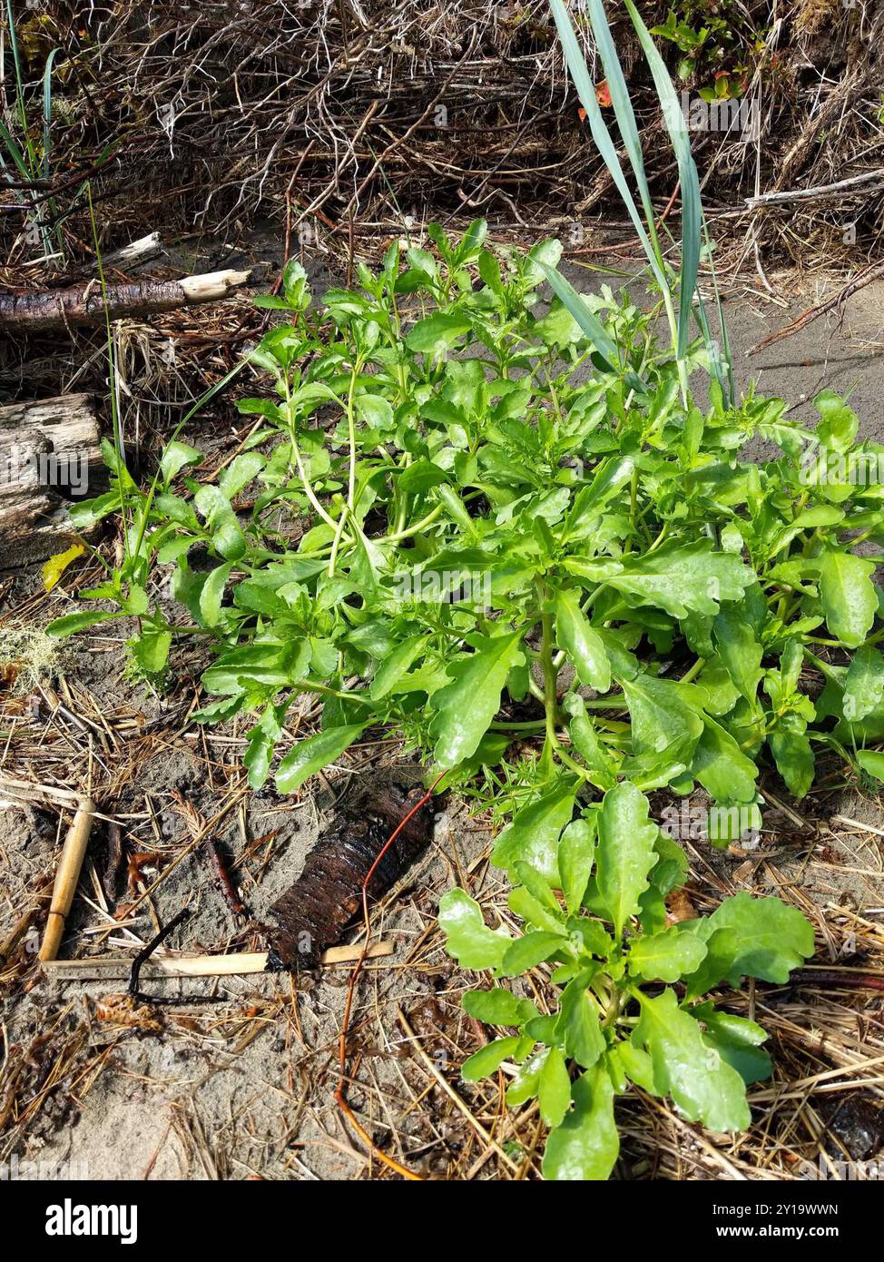 American searocket (Cakile edentula) Plantae Stock Photo - Alamy