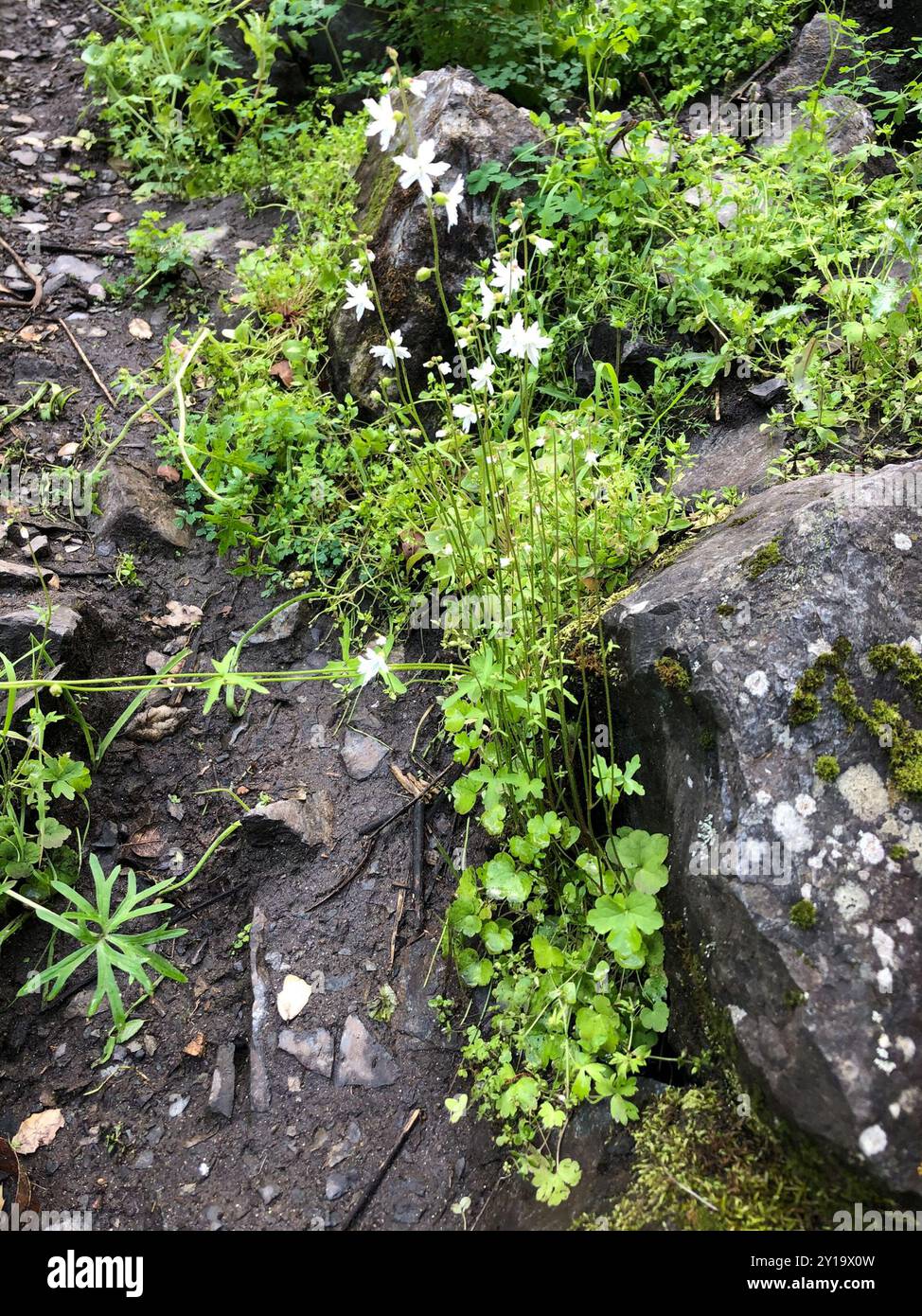 woodland stars (Lithophragma) Plantae Stock Photo - Alamy