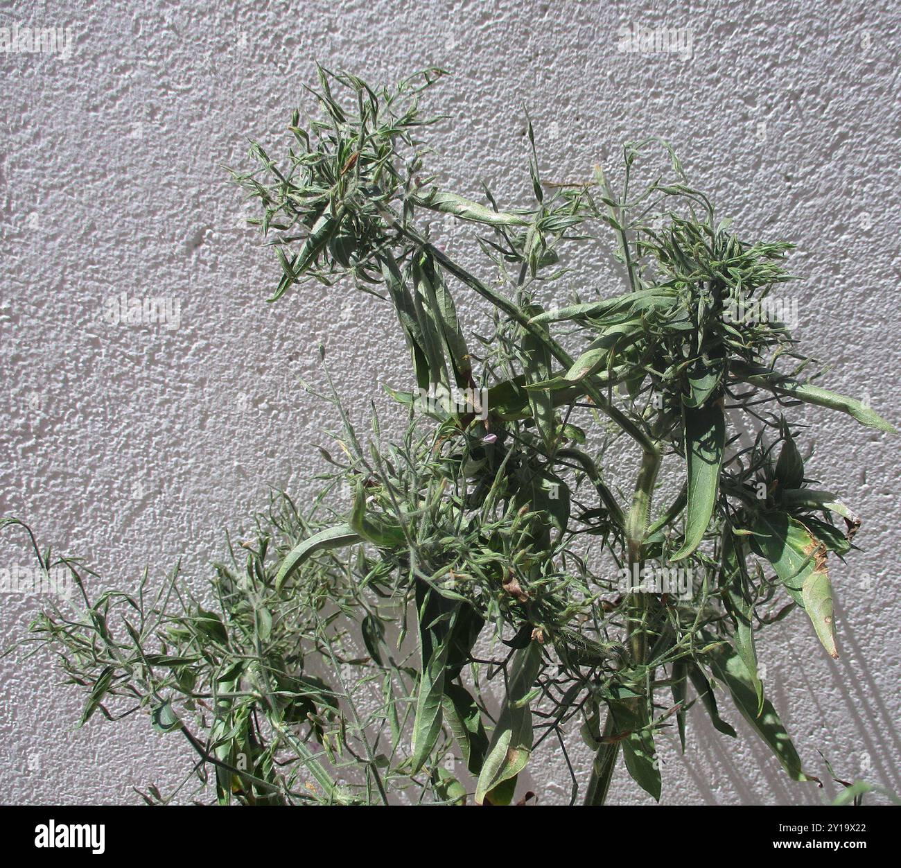 Panicled Foldwing (Dicliptera paniculata) Plantae Stock Photo - Alamy