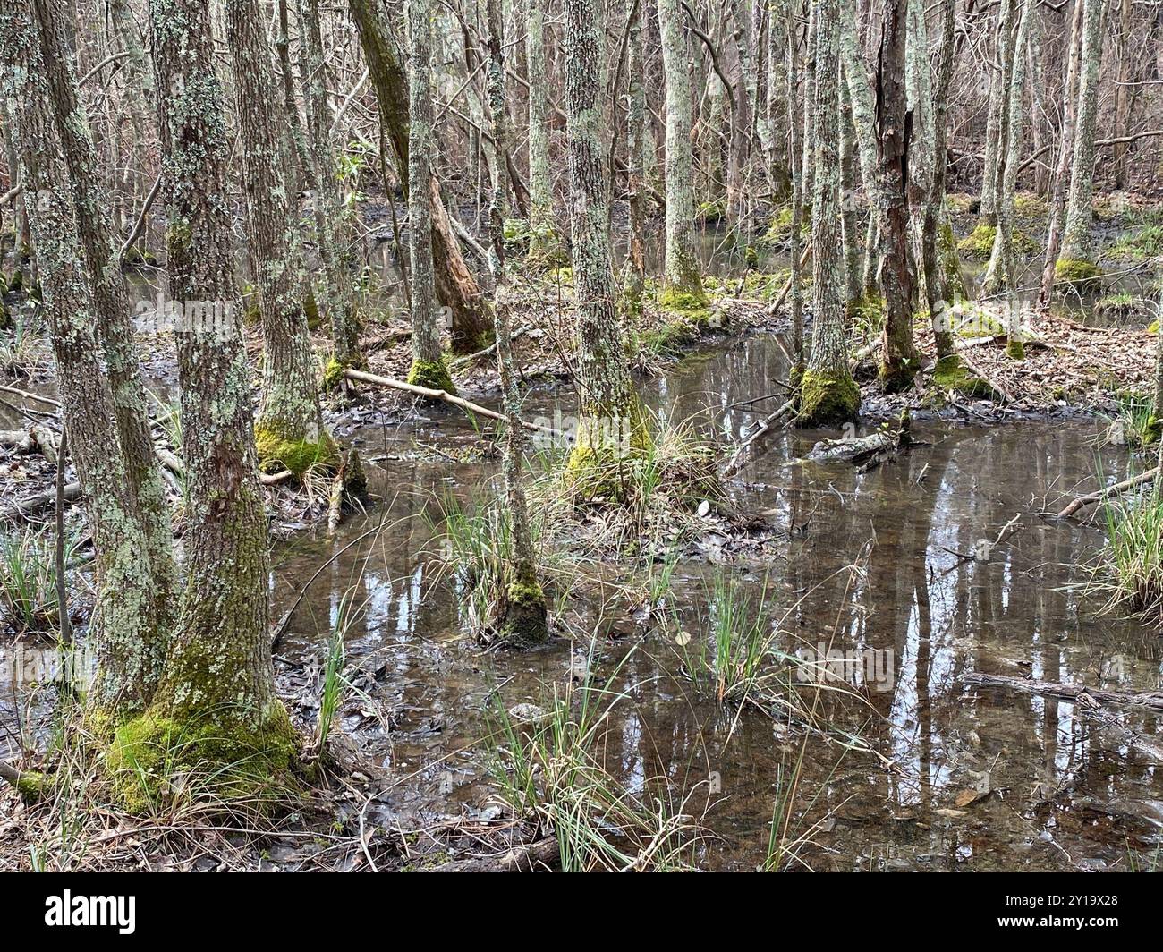 Swamp tupelo (Nyssa biflora) Plantae Stock Photo - Alamy