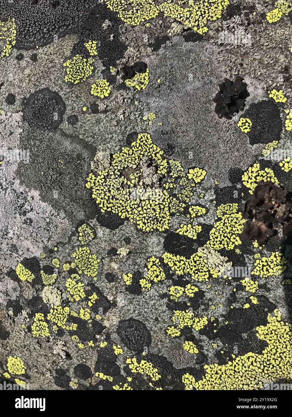 yellow map lichen (Rhizocarpon geographicum) Fungi Stock Photo - Alamy