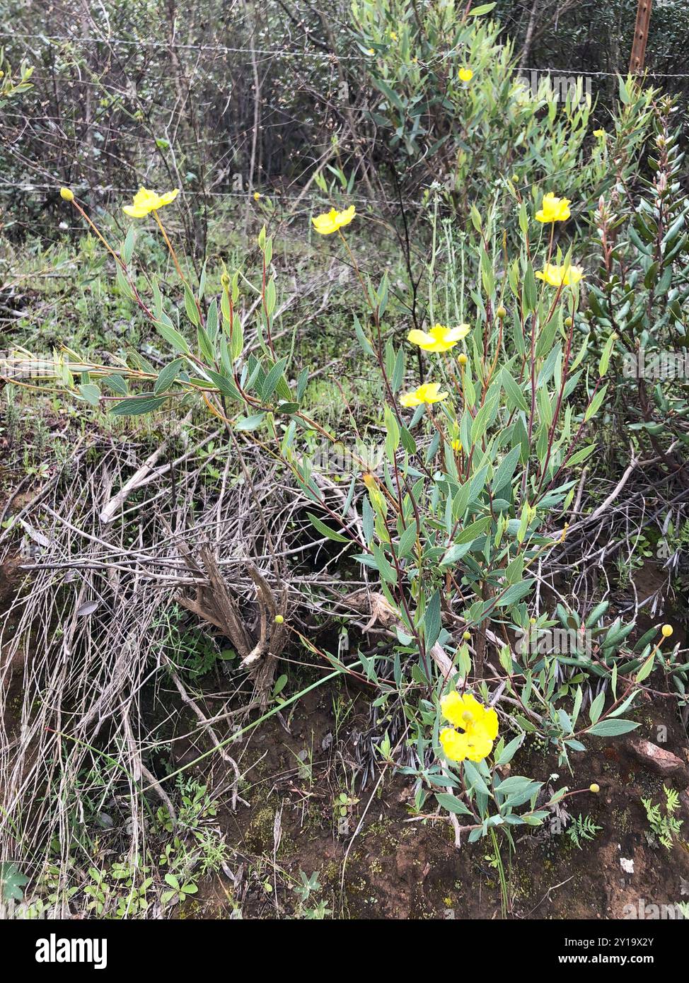 Bush Poppy (Dendromecon rigida) Plantae Stock Photo - Alamy