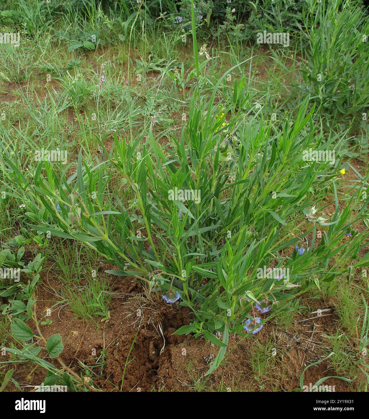 (Trichodesma angustifolium) Plantae Stock Photo - Alamy