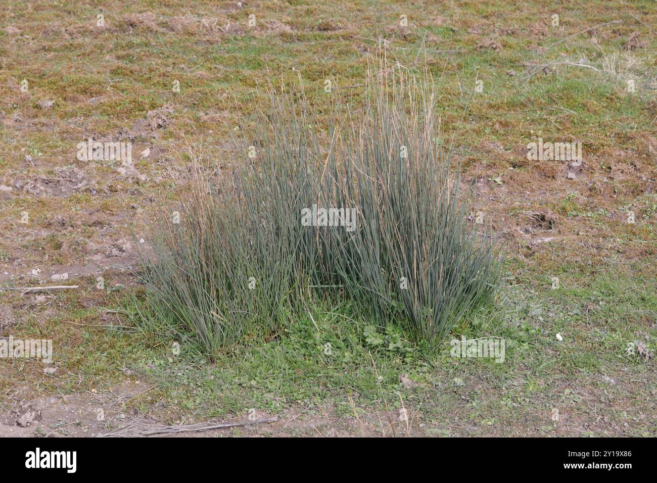 Hard Rush (Juncus inflexus) Plantae Stock Photo - Alamy