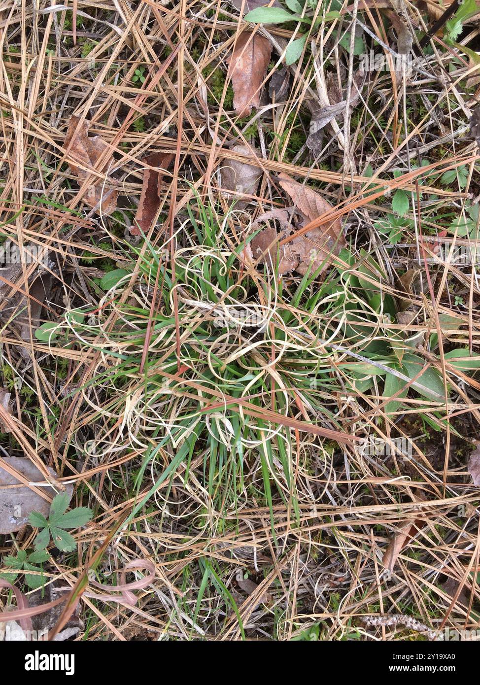 Poverty oatgrass (Danthonia spicata) Plantae Stock Photo - Alamy