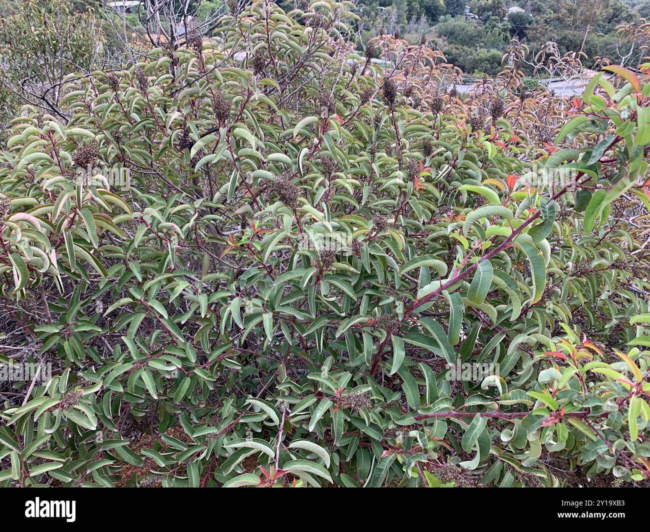 laurel sumac (Malosma laurina) Plantae Stock Photo - Alamy