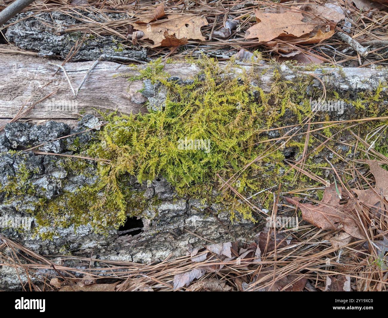 delicate fern moss (Thuidium delicatulum) Plantae Stock Photo - Alamy