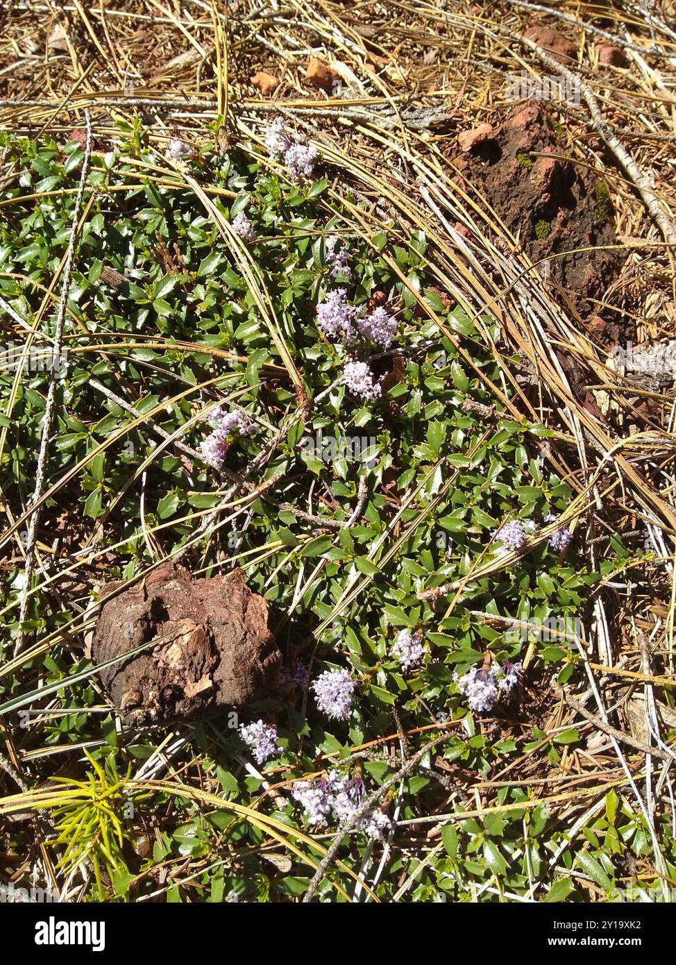 Mahala mat (Ceanothus prostratus) Plantae Stock Photo - Alamy