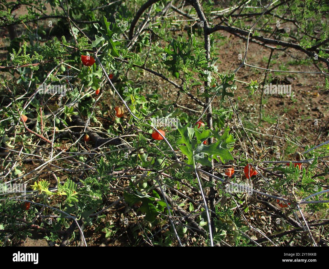 Cucumber Bushpumpkin (Coccinia rehmannii) Plantae Stock Photo - Alamy