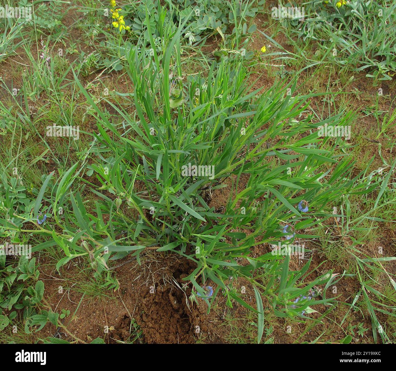 (Trichodesma angustifolium) Plantae Stock Photo - Alamy
