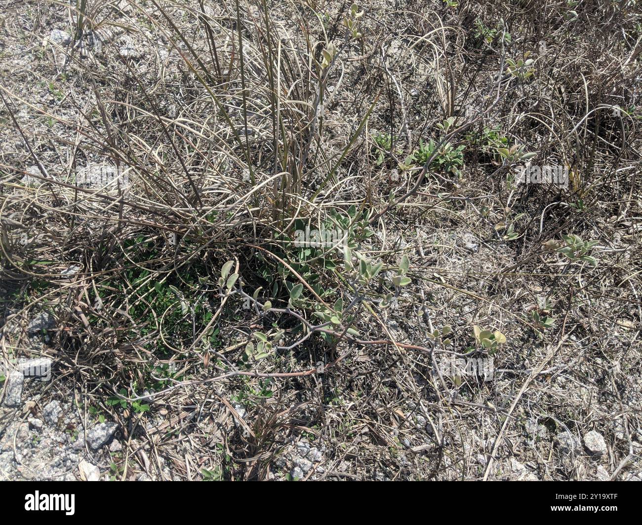 Beach Croton (Croton punctatus) Plantae Stock Photo - Alamy