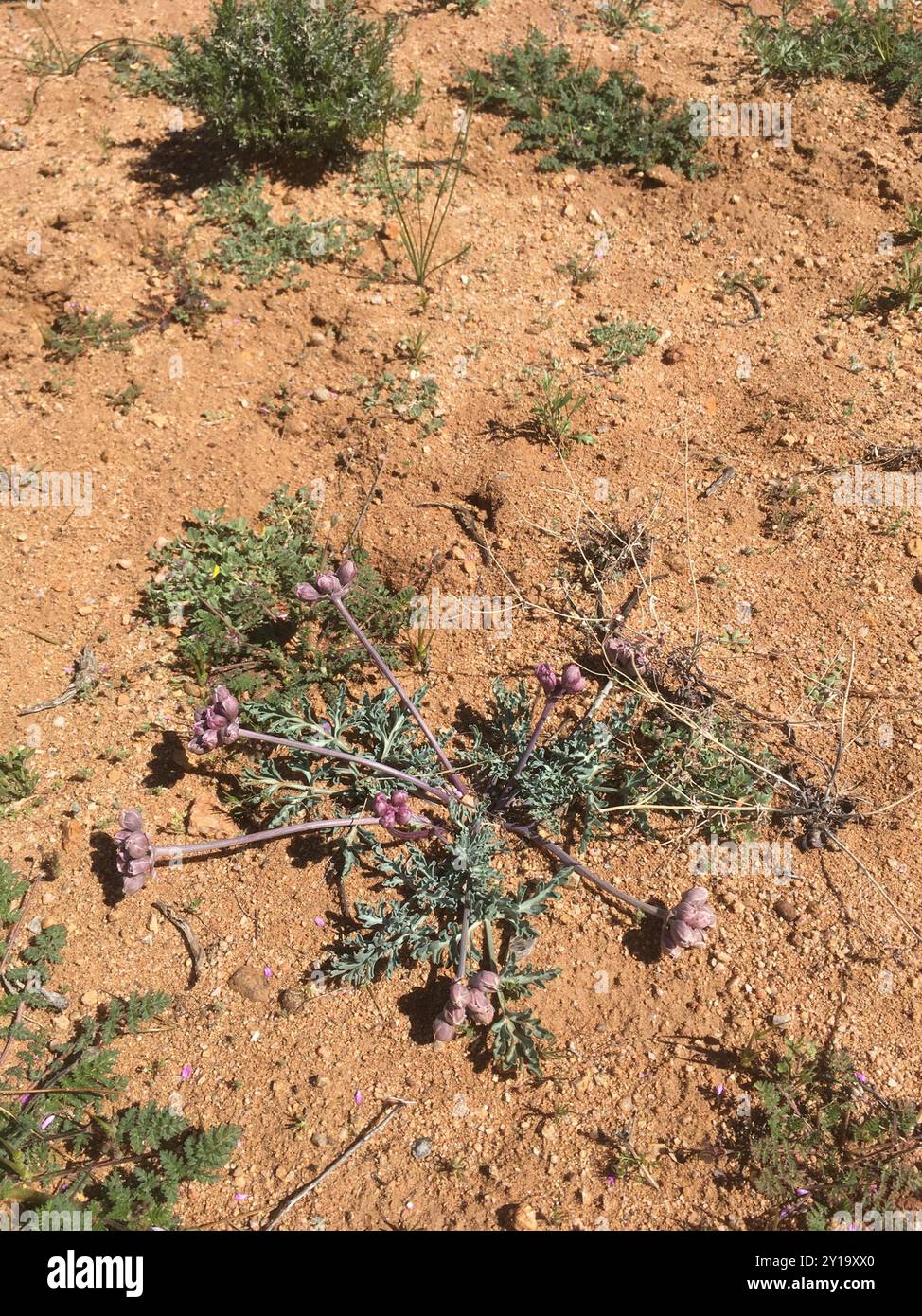 purple-nerve cymopterus (Vesper multinervatus) Plantae Stock Photo - Alamy