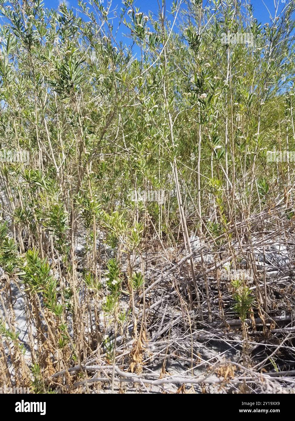 mule fat (Baccharis salicifolia) Plantae Stock Photo - Alamy