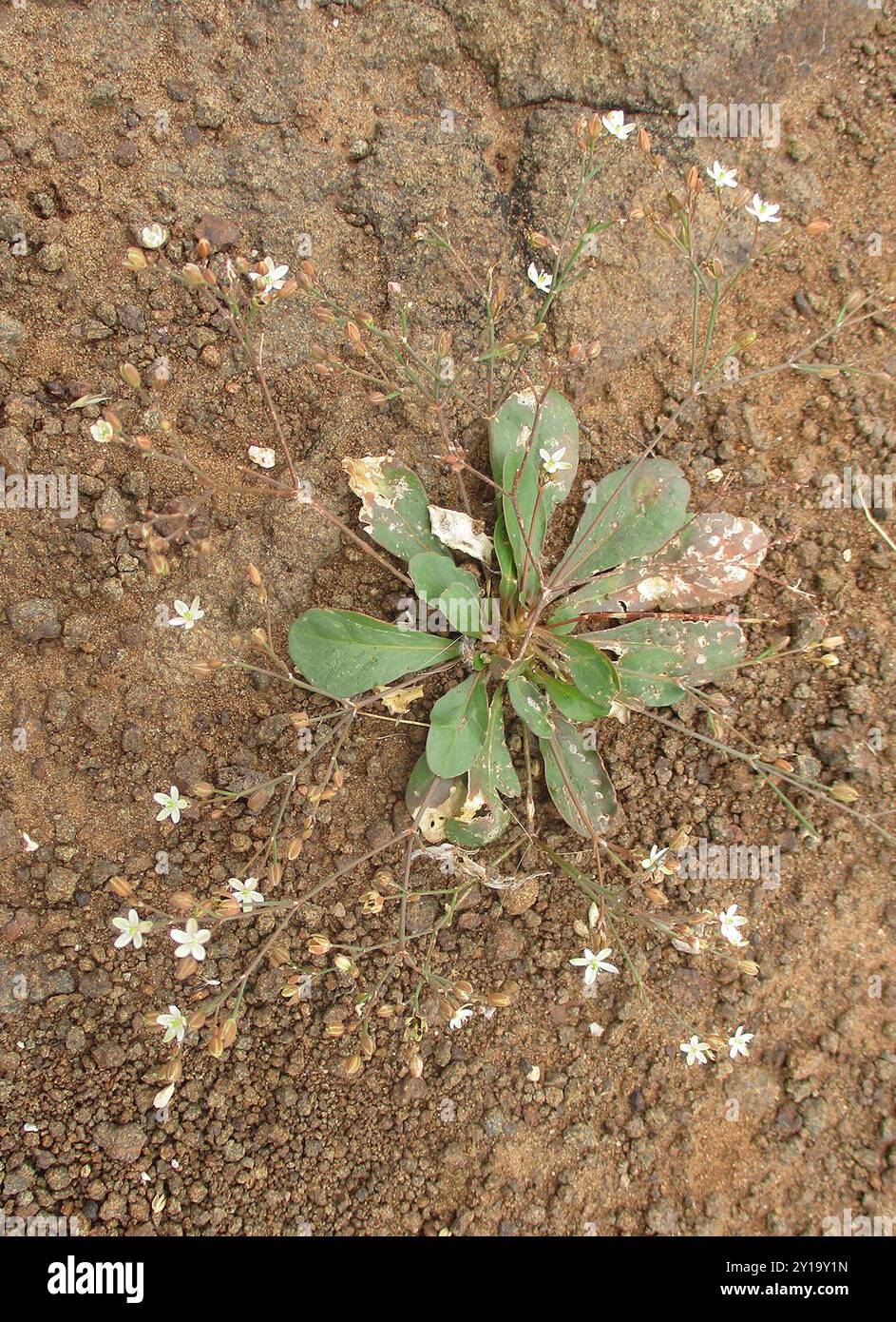Smooth Carpetweed (Paramollugo nudicaulis) Plantae Stock Photo - Alamy