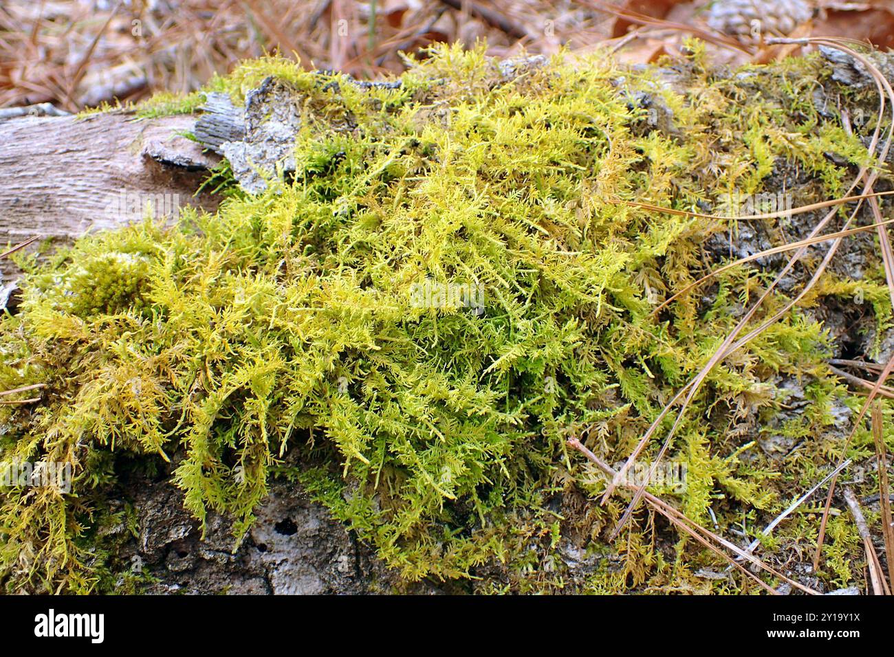 delicate fern moss (Thuidium delicatulum) Plantae Stock Photo - Alamy