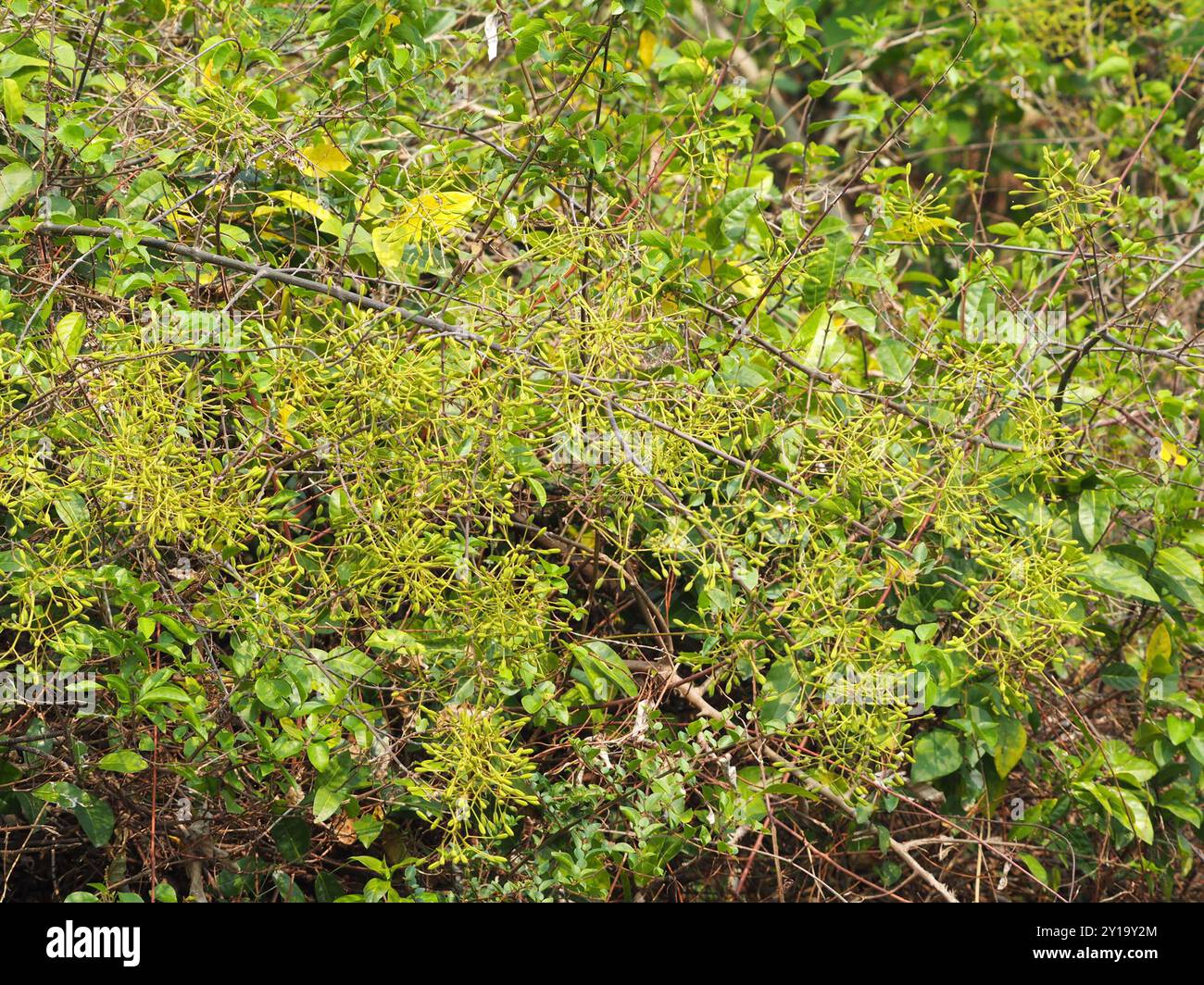 Native Bougainvillea (Pisonia aculeata) Plantae Stock Photo - Alamy