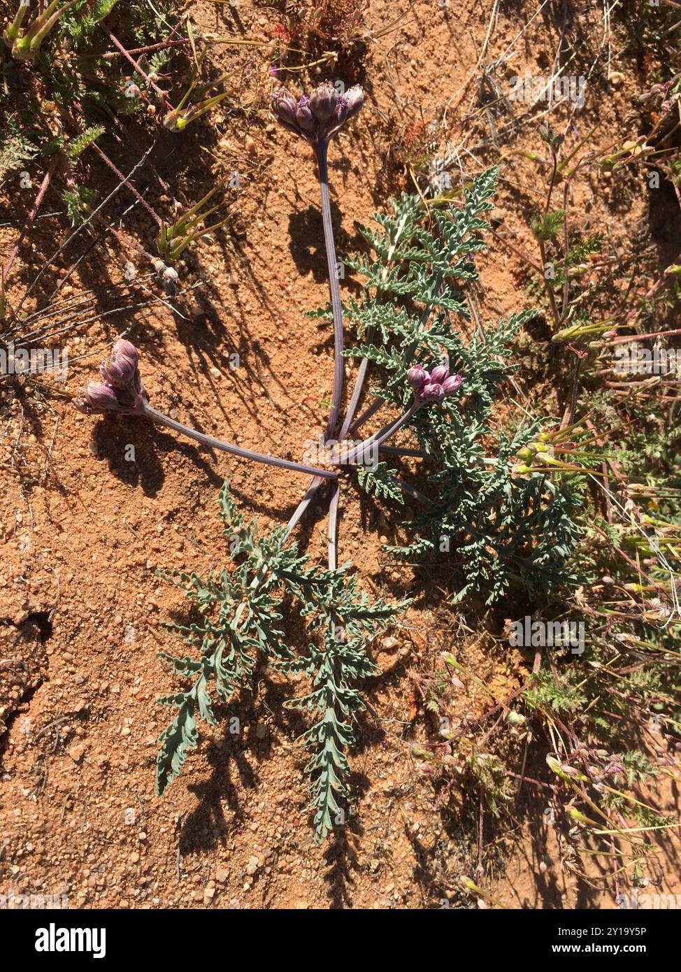 purple-nerve cymopterus (Vesper multinervatus) Plantae Stock Photo - Alamy