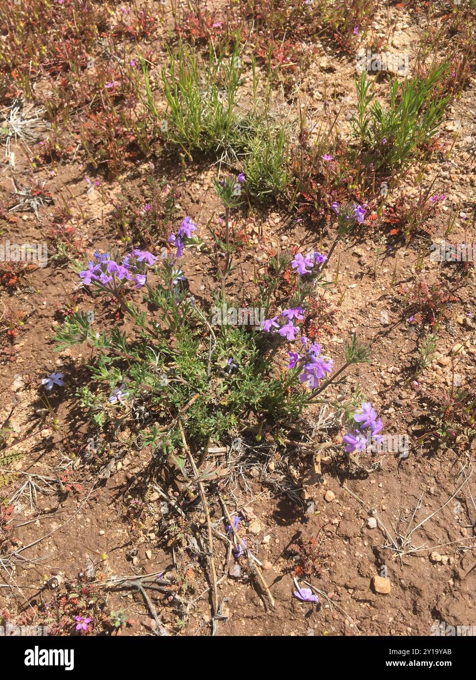 Broad-Lobe Mock Vervain (Glandularia latilobata) Plantae Stock Photo ...