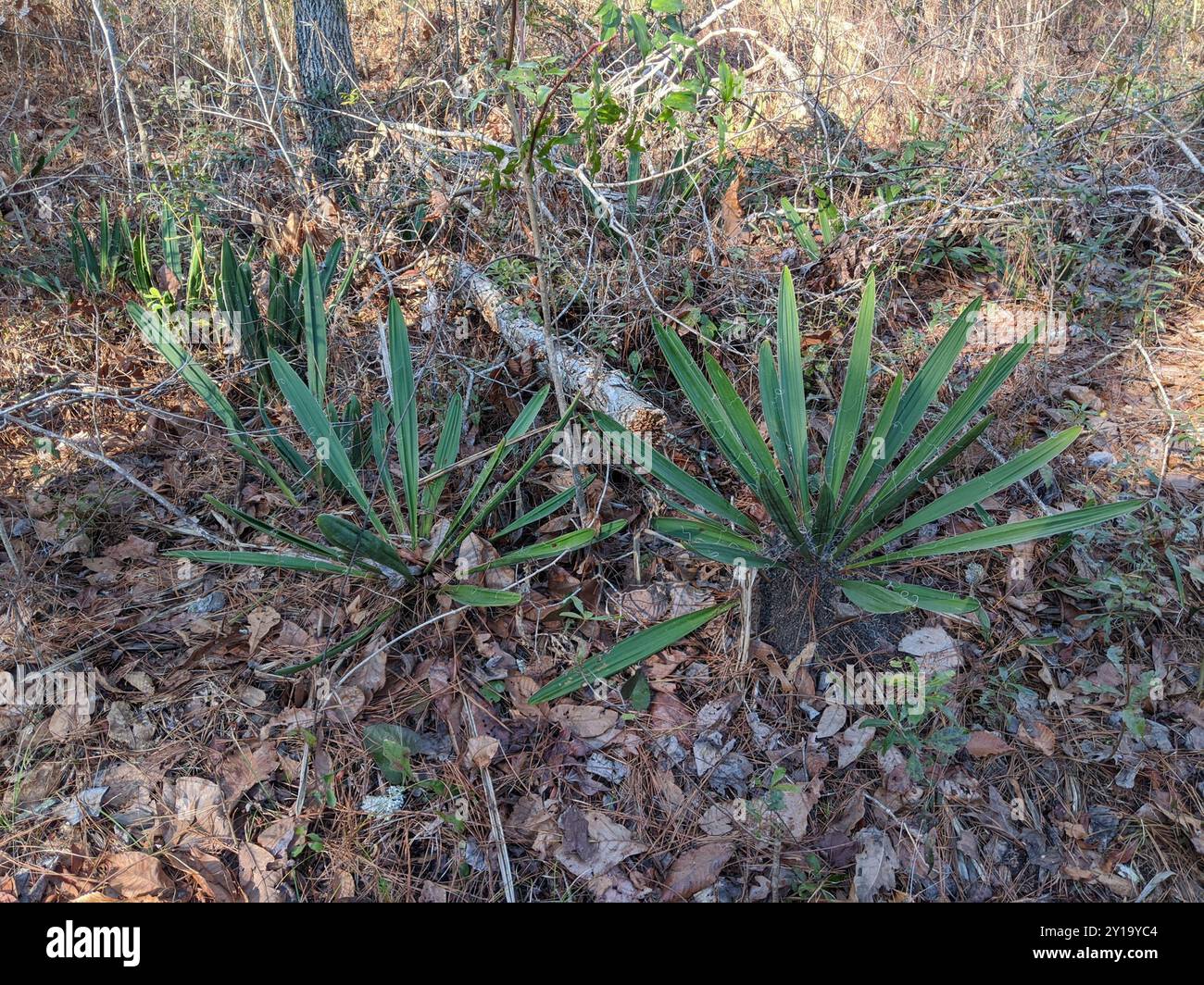 common yucca (Yucca filamentosa) Plantae Stock Photo - Alamy