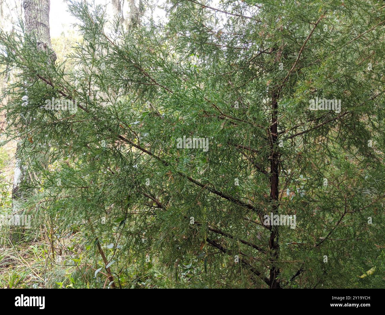 Southern Redcedar (Juniperus virginiana silicicola) Plantae Stock Photo ...