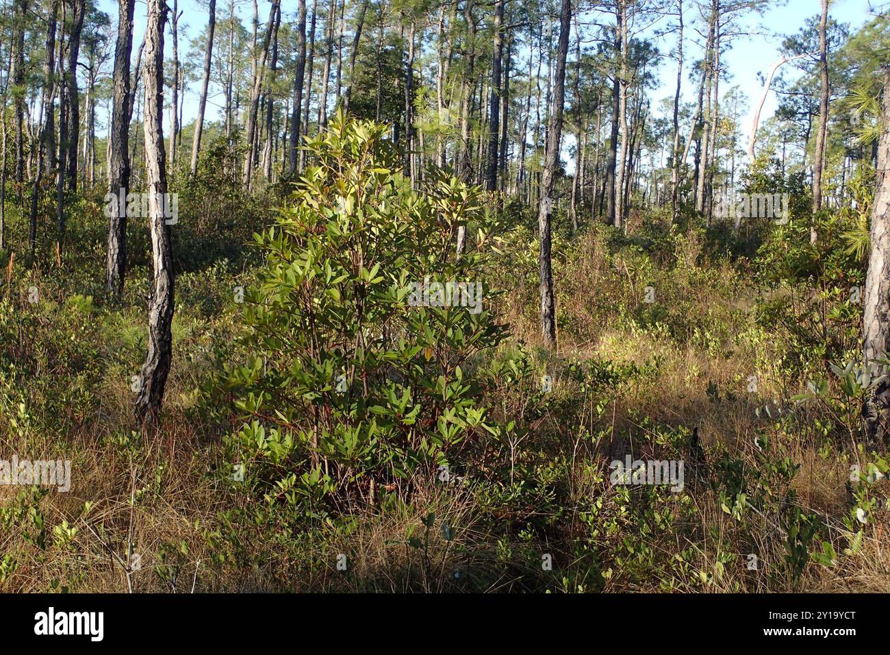 Loblolly bay (Gordonia lasianthus) Plantae Stock Photo - Alamy