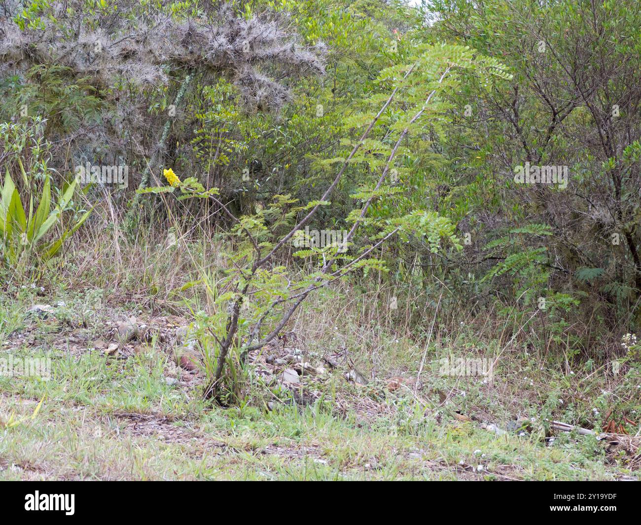 peacock flower subfamily (Caesalpinioideae) Plantae Stock Photo - Alamy