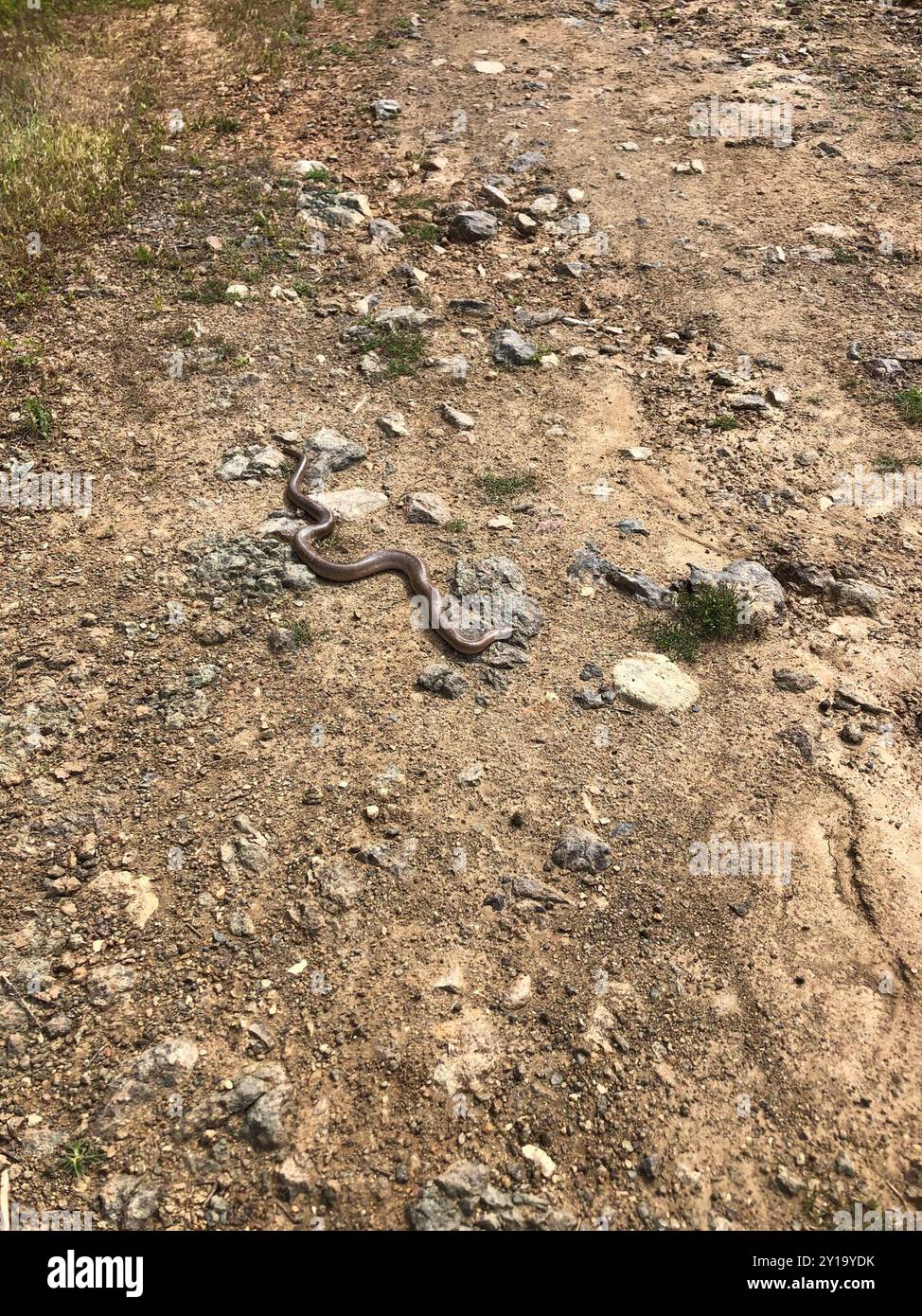 Desert Rosy Boa (Lichanura trivirgata) Reptilia Stock Photo - Alamy