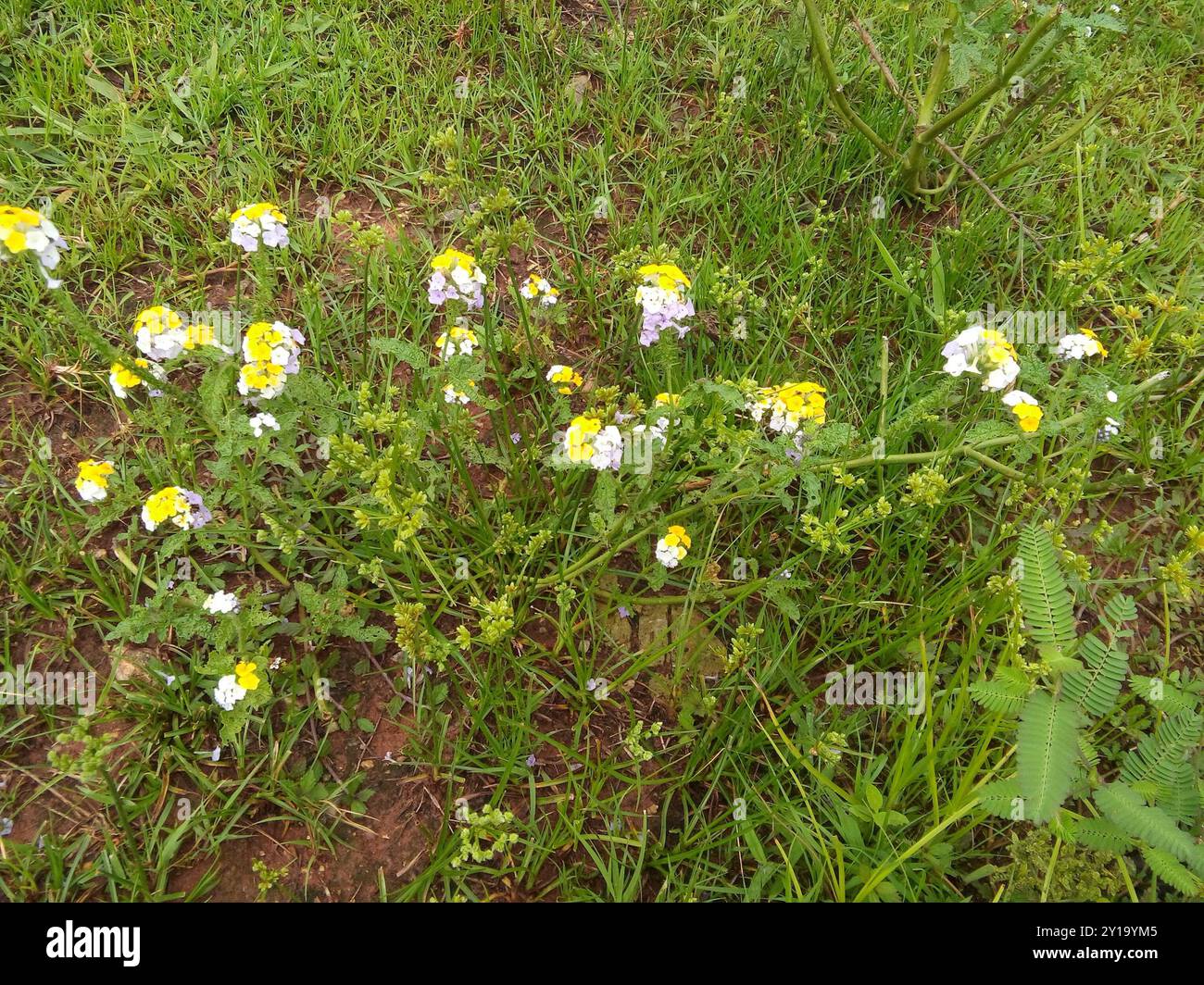 (Heliotropium elongatum) Plantae Stock Photo - Alamy