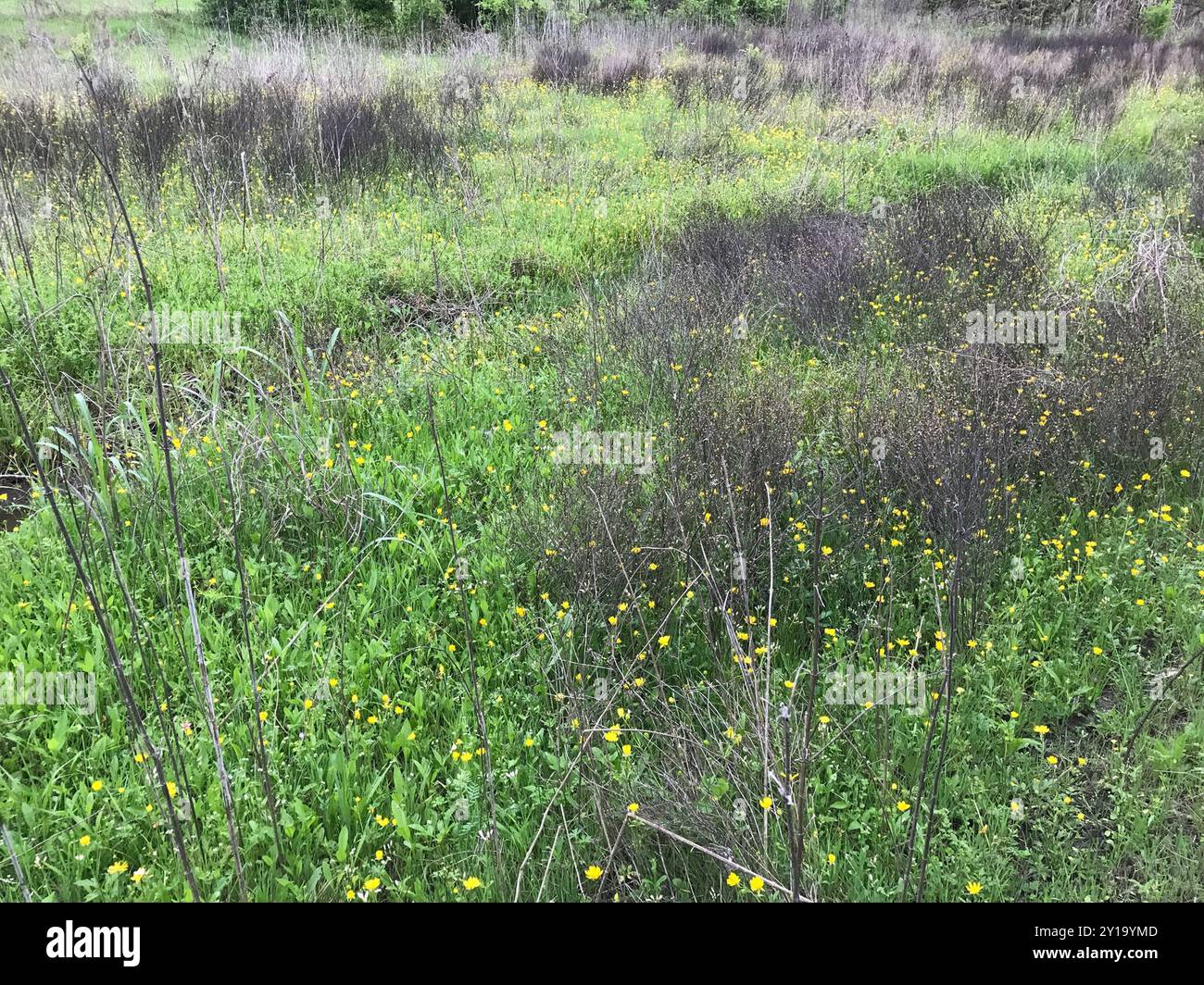 Large Buttercup (Ranunculus macranthus) Plantae Stock Photo - Alamy
