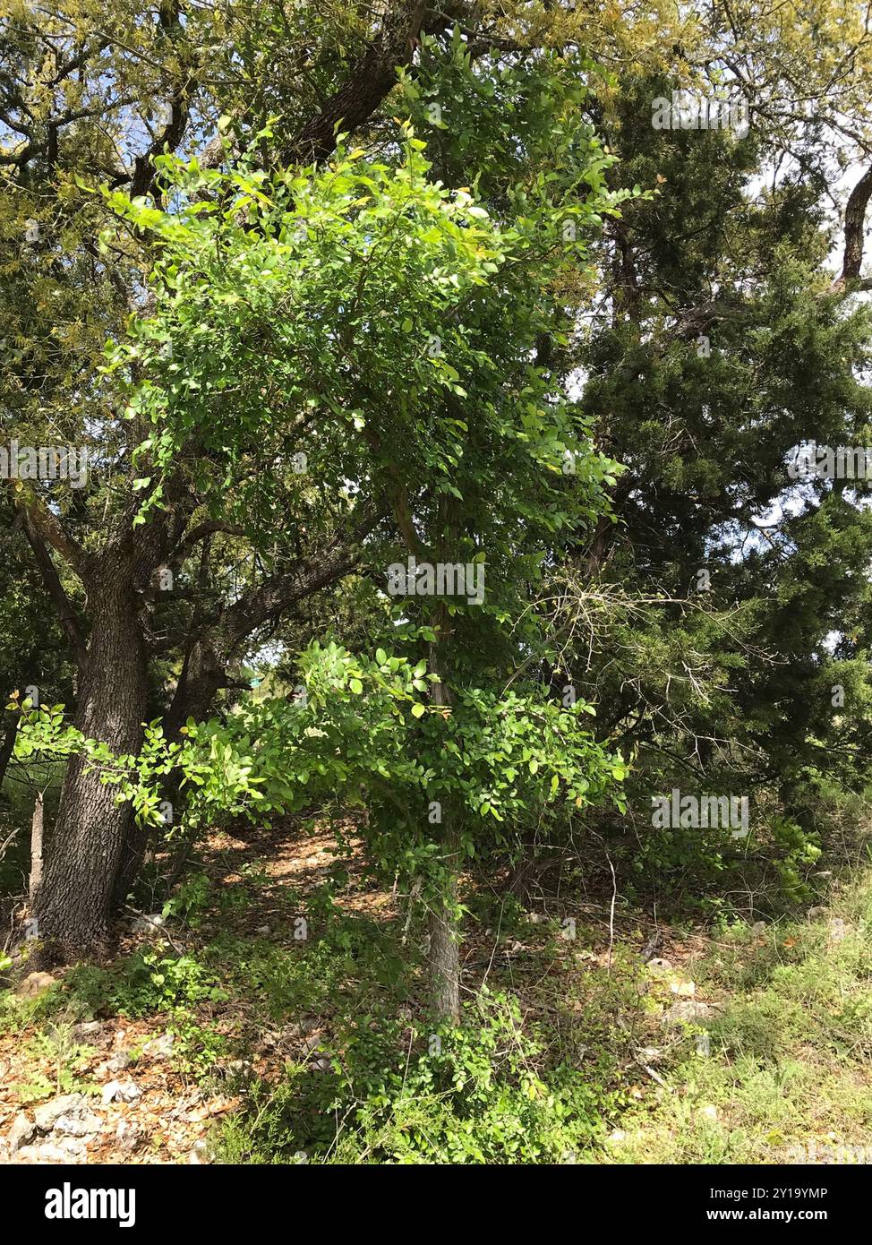 Cedar Elm (Ulmus crassifolia) Plantae Stock Photo - Alamy