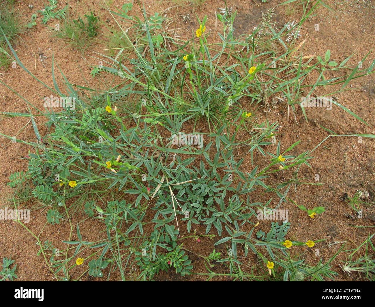 Caterpillar Beans (Zornia) Plantae Stock Photo - Alamy