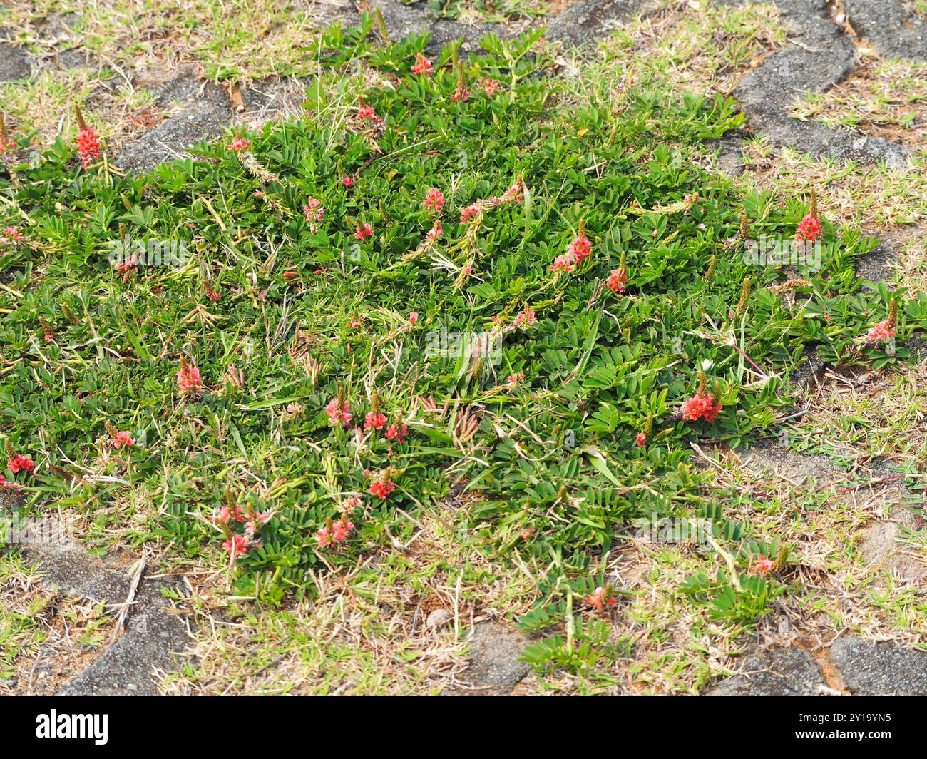 Creeping Indigo (Indigofera spicata) Plantae Stock Photo - Alamy