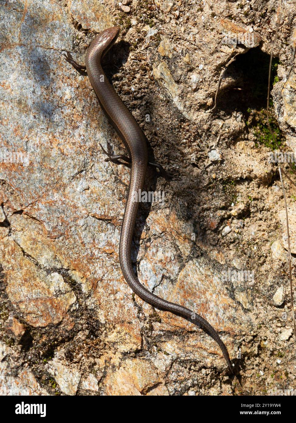 European Copper Skink (Ablepharus kitaibelii) Reptilia Stock Photo - Alamy