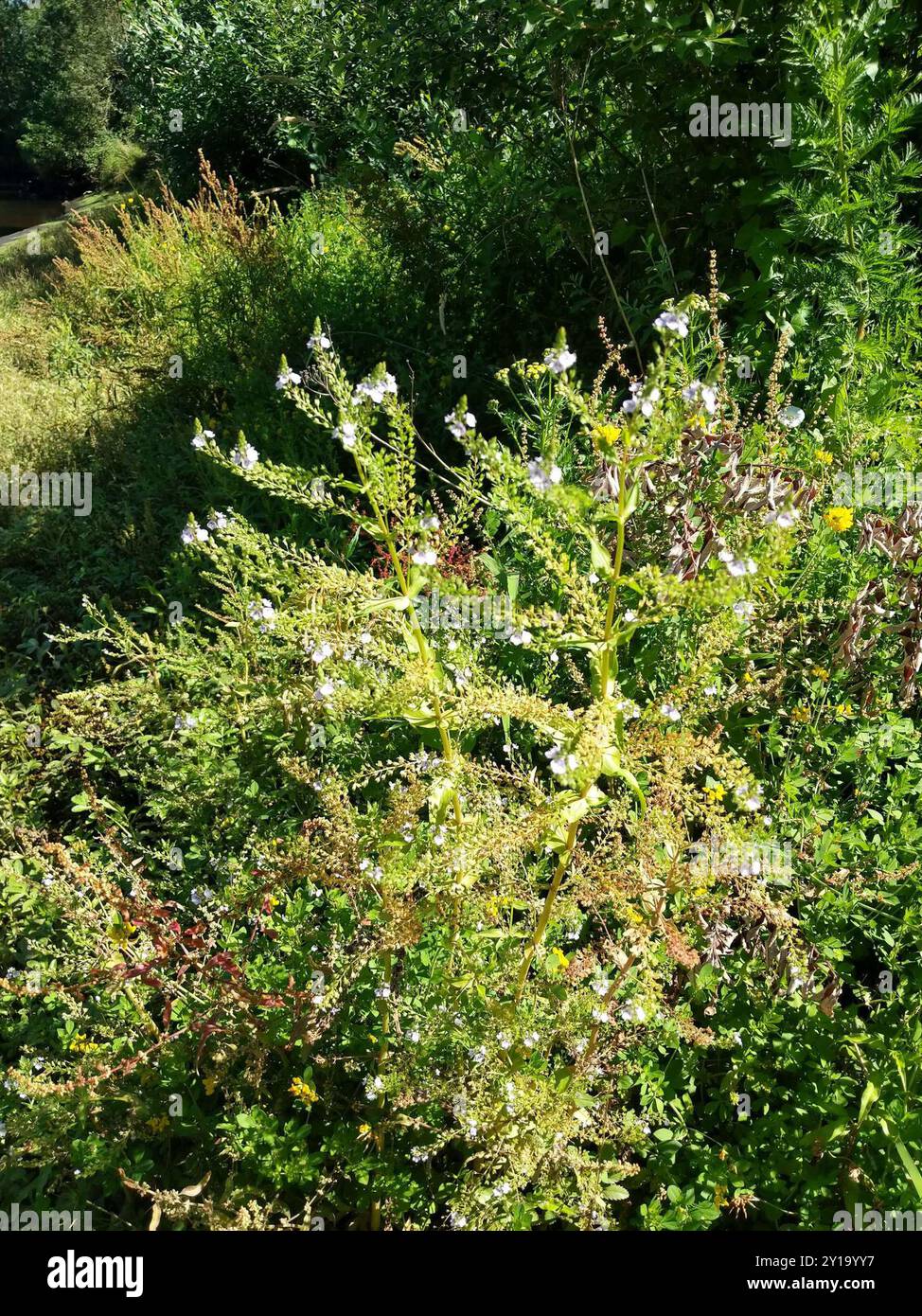 chain speedwell (Veronica catenata) Plantae Stock Photo - Alamy