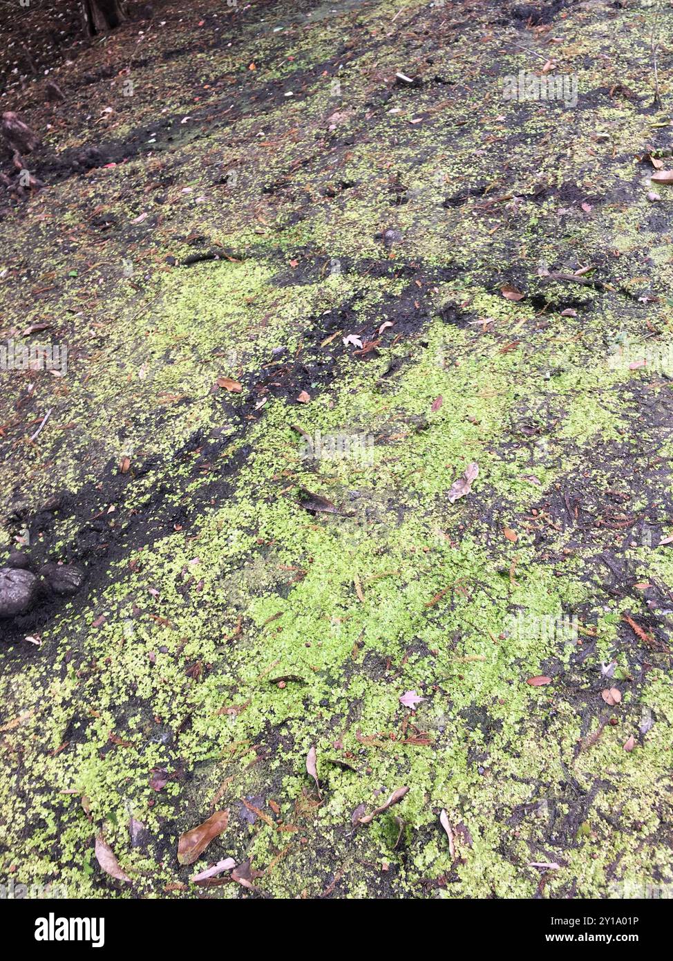 greater duckweed (Spirodela polyrhiza) Plantae Stock Photo - Alamy