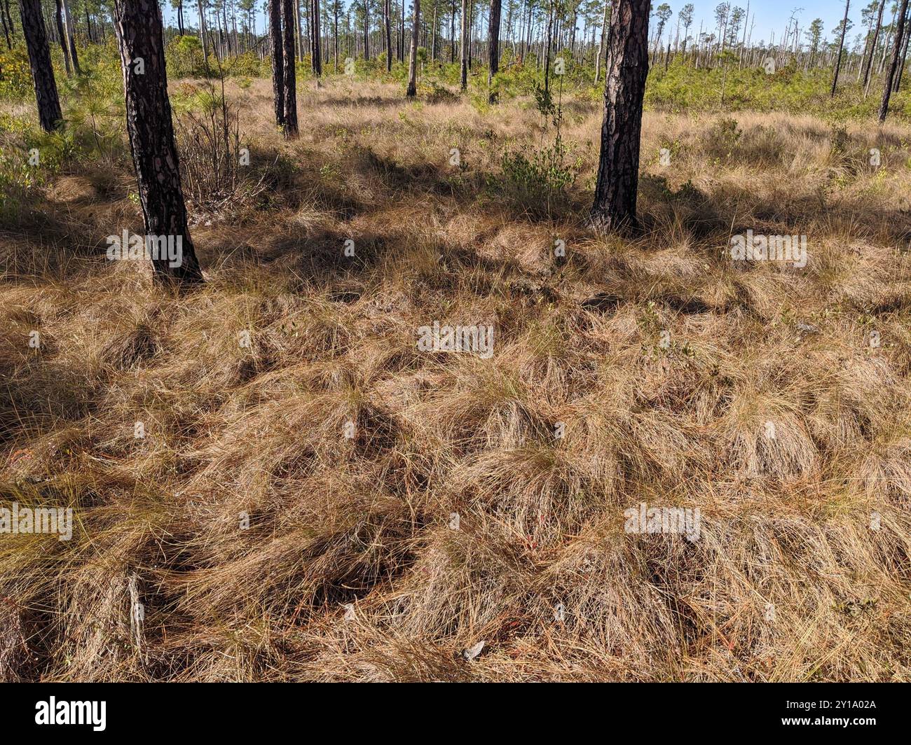 Wire grass (Aristida stricta) Plantae Stock Photo - Alamy