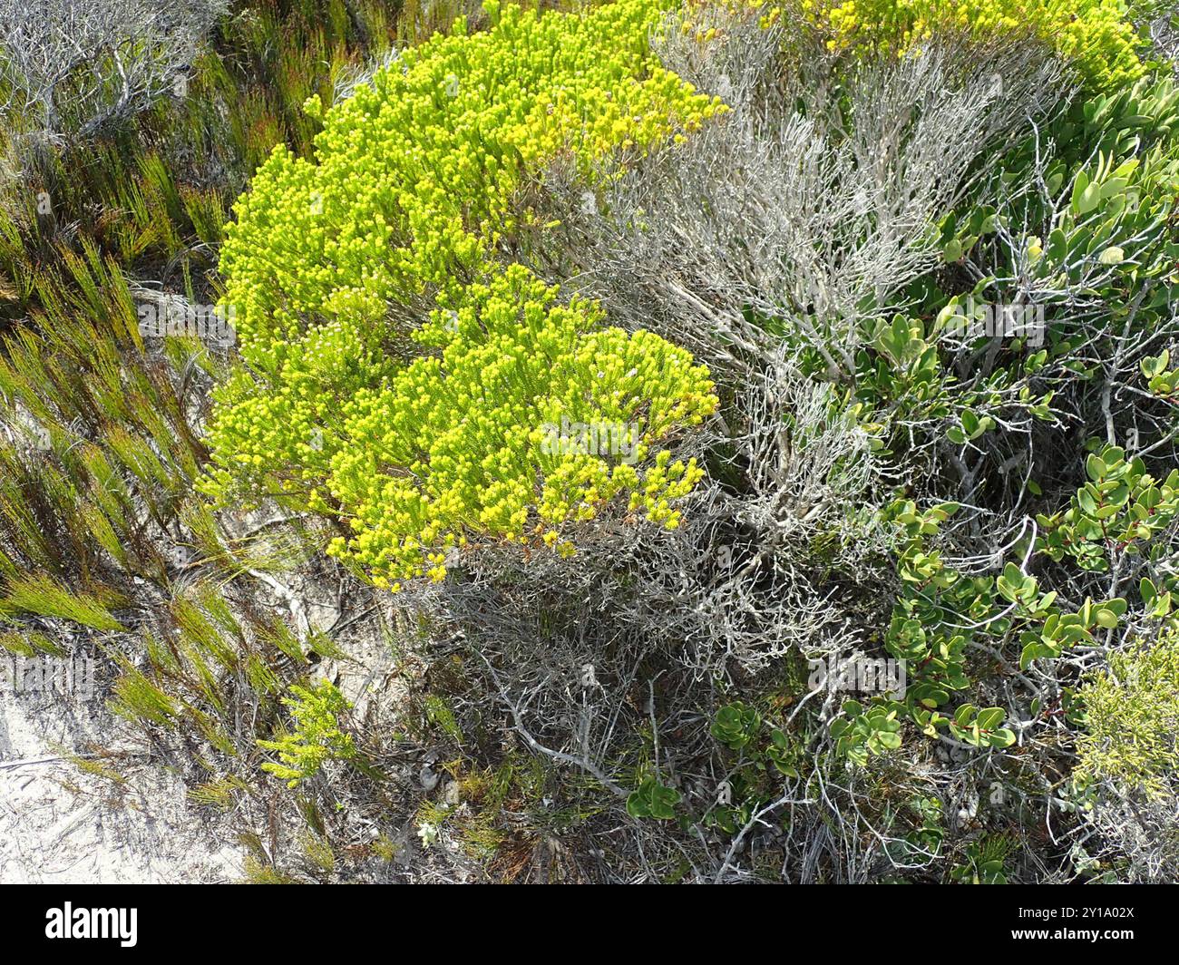 Dune Buchu (Agathosma collina) Plantae Stock Photo - Alamy