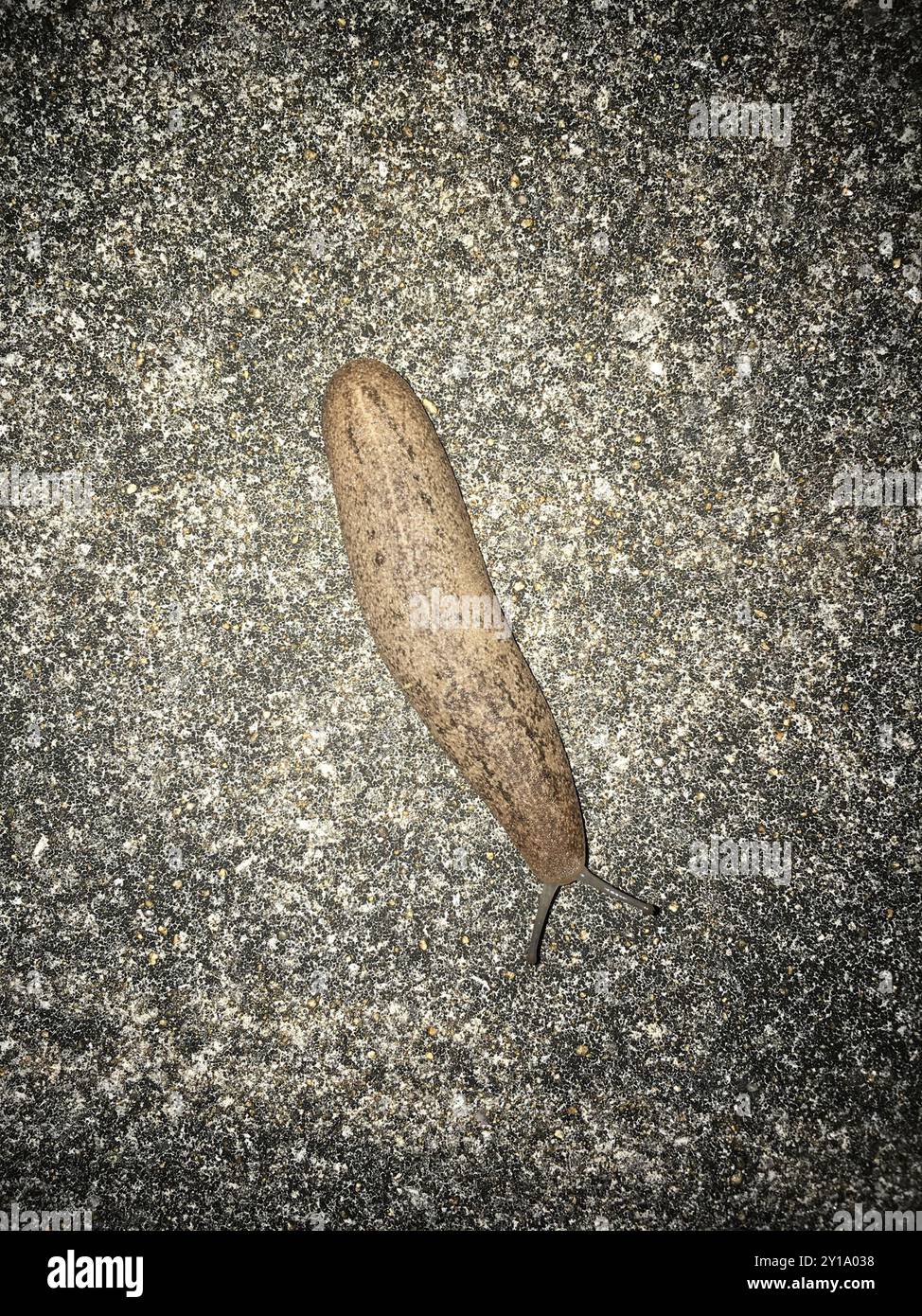 Florida Leatherleaf Slug (Leidyula floridana) Mollusca Stock Photo - Alamy