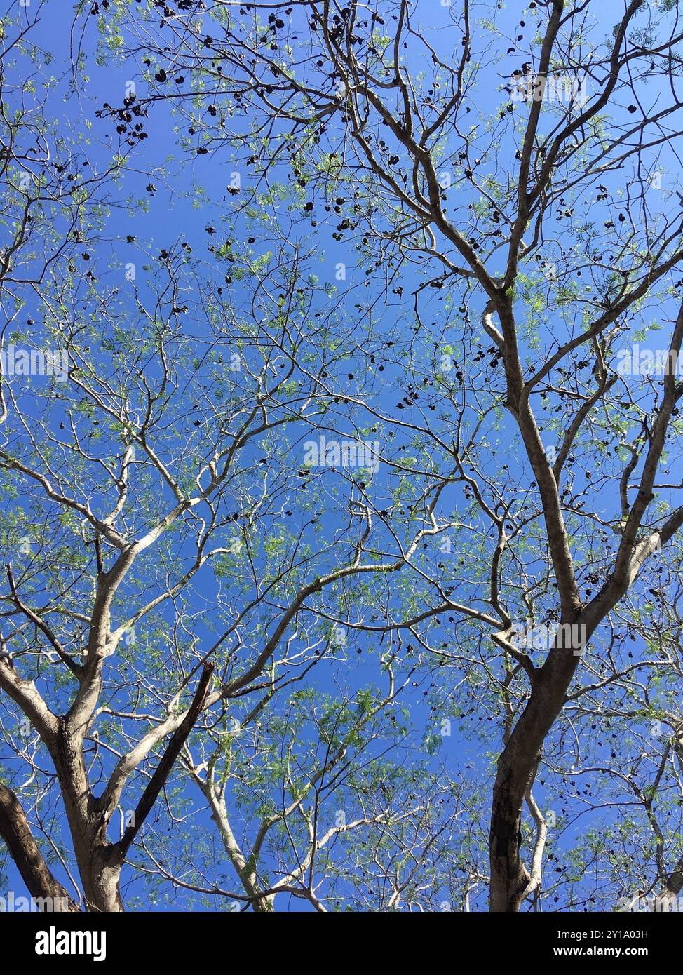 elephant ear tree (Enterolobium cyclocarpum) Plantae Stock Photo - Alamy