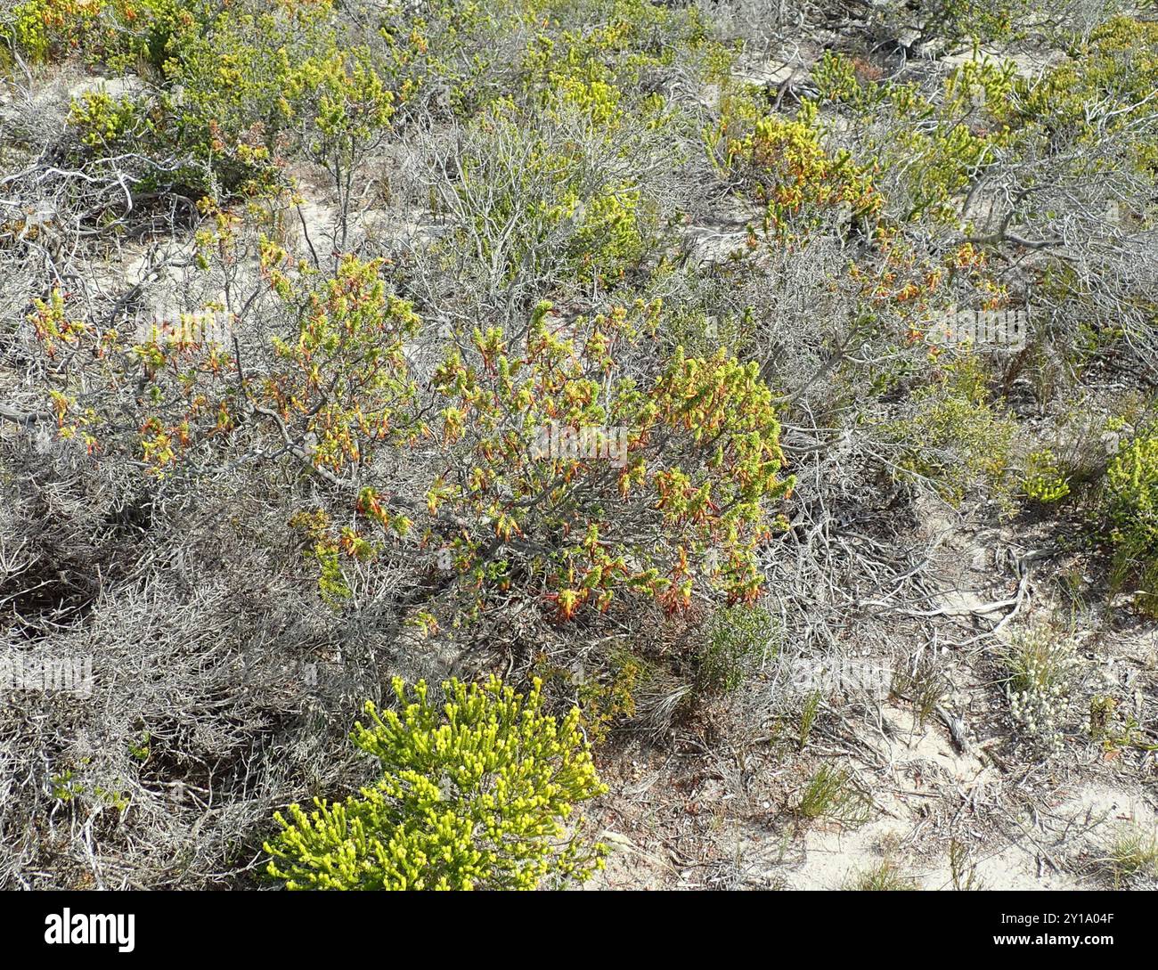 Singlet Hanging Heath (Erica coccinea uniflora) Plantae Stock Photo - Alamy