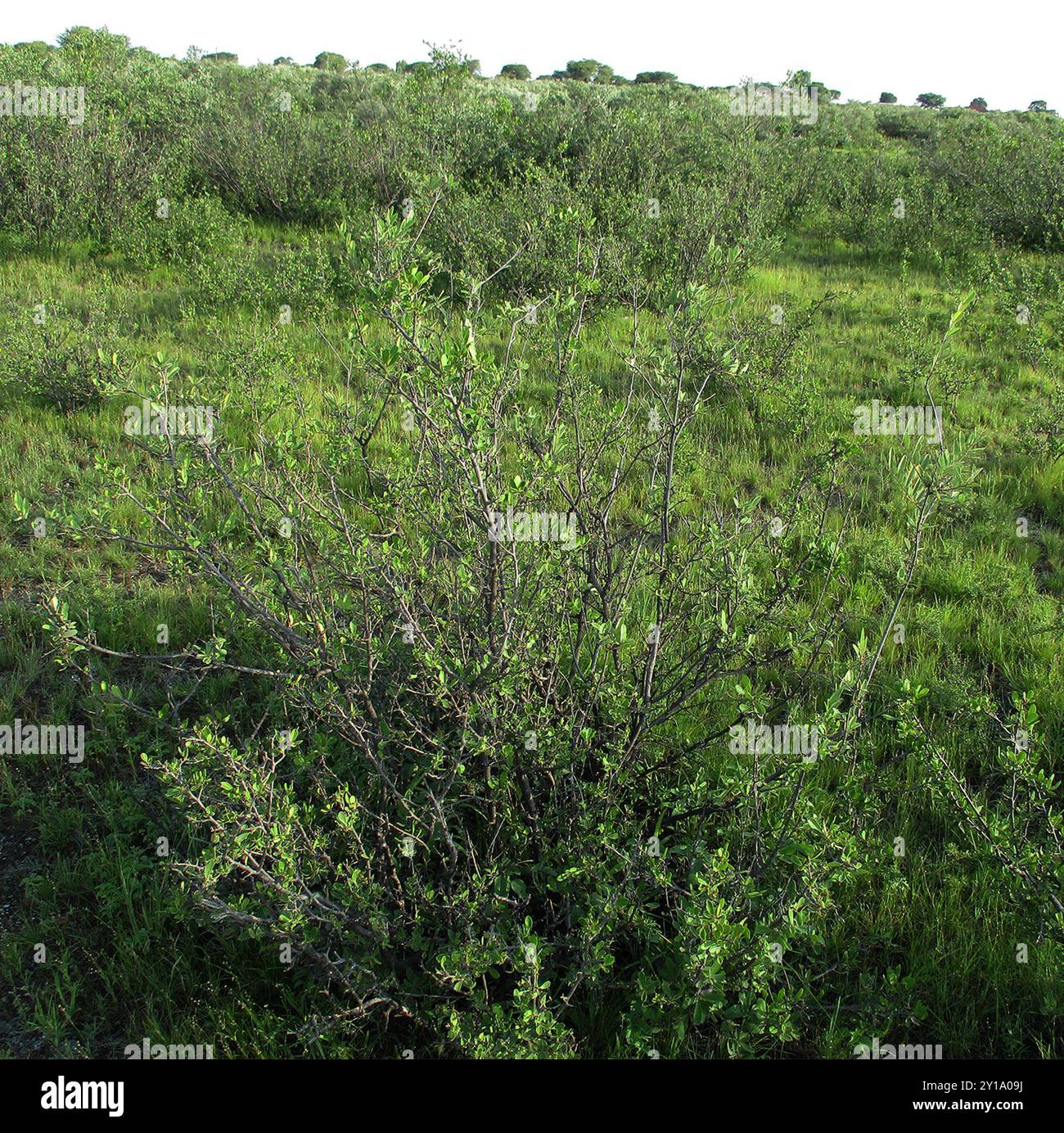 Kalahari Star-Apple (Diospyros lycioides lycioides) Plantae Stock Photo ...