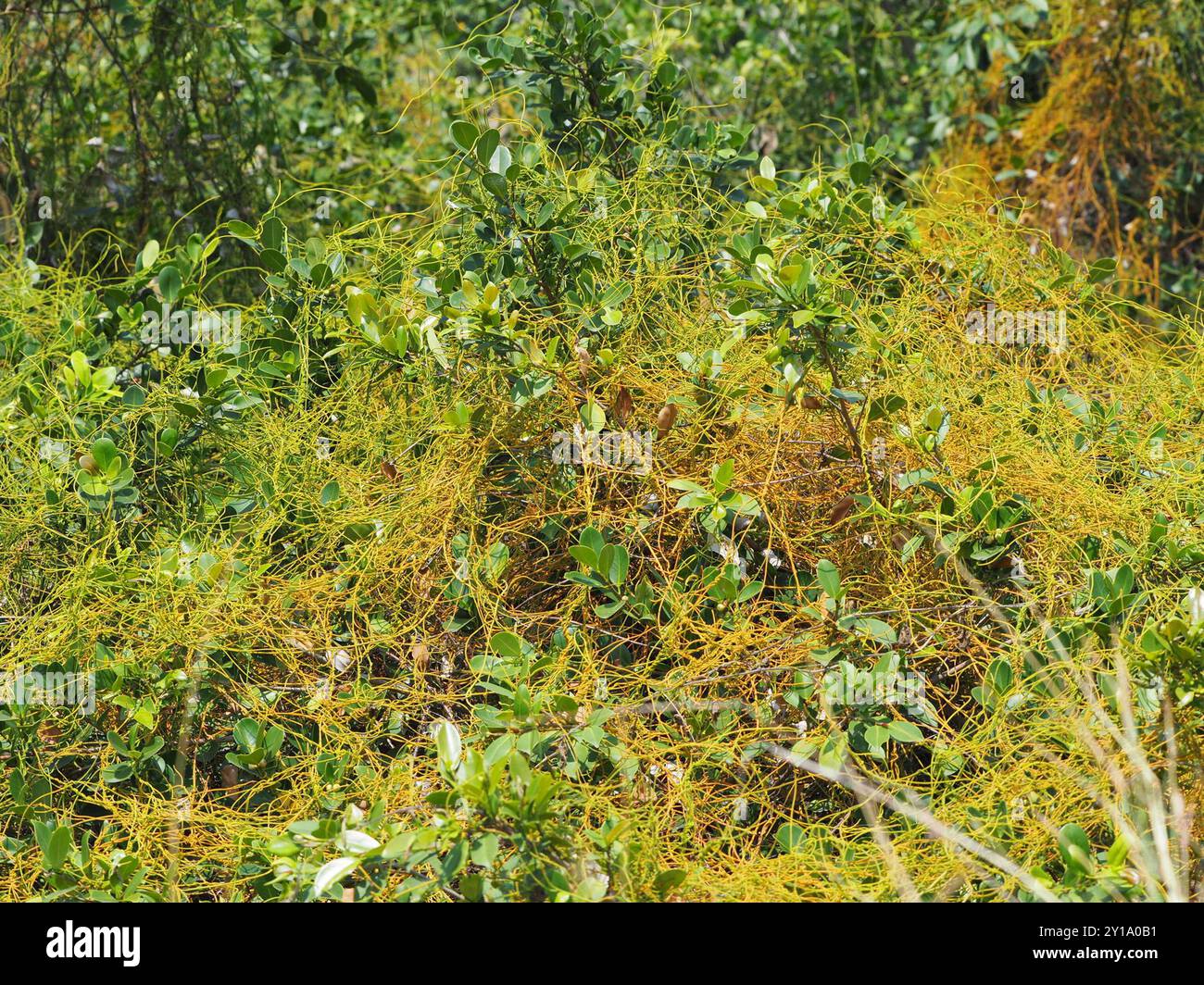 laurel dodder (Cassytha filiformis) Plantae Stock Photo - Alamy
