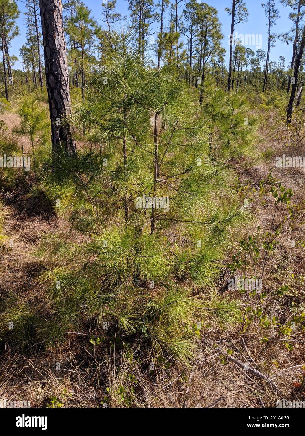 pond pine (Pinus serotina) Plantae Stock Photo - Alamy