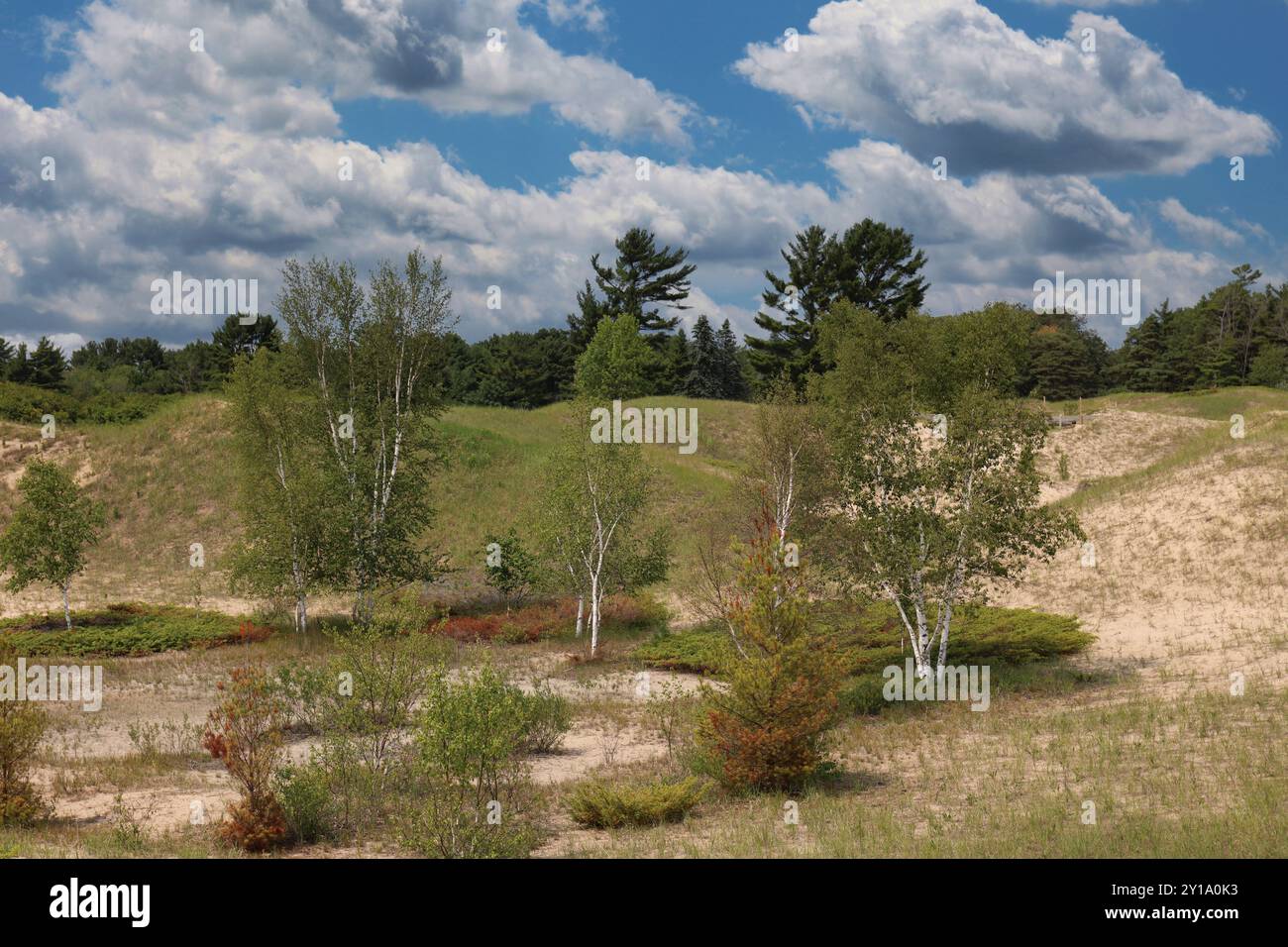 Sand hill dunes filled with grasses, shrubs, Birch trees and Evergreen ...