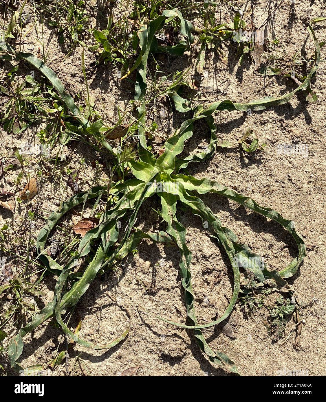 wavy-leafed soap plant (Chlorogalum pomeridianum) Plantae Stock Photo ...