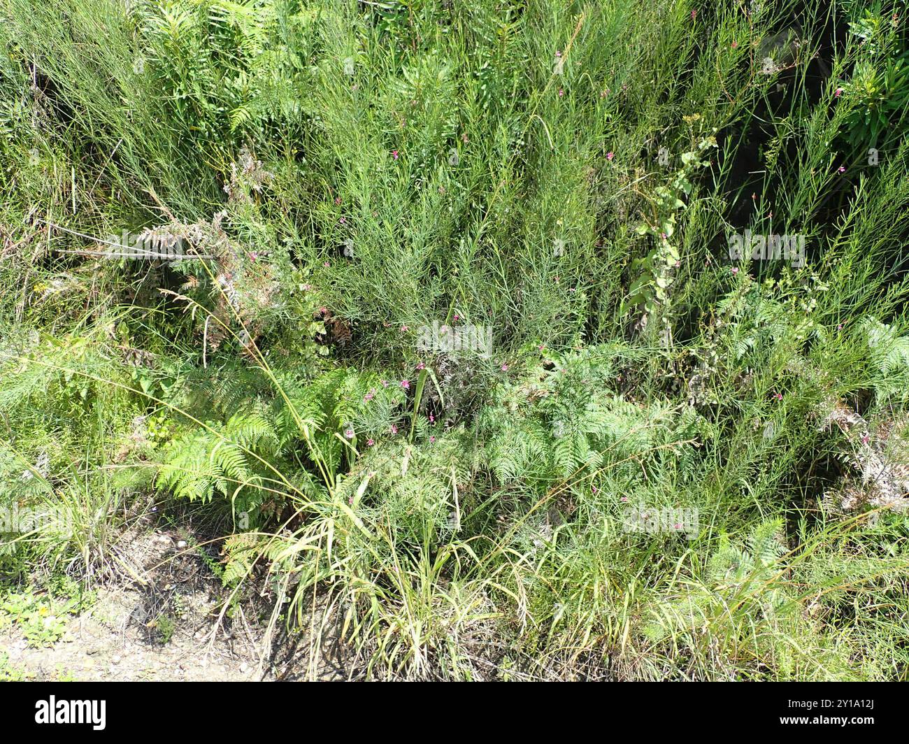 Wild Violet (Monopsis unidentata) Plantae Stock Photo - Alamy