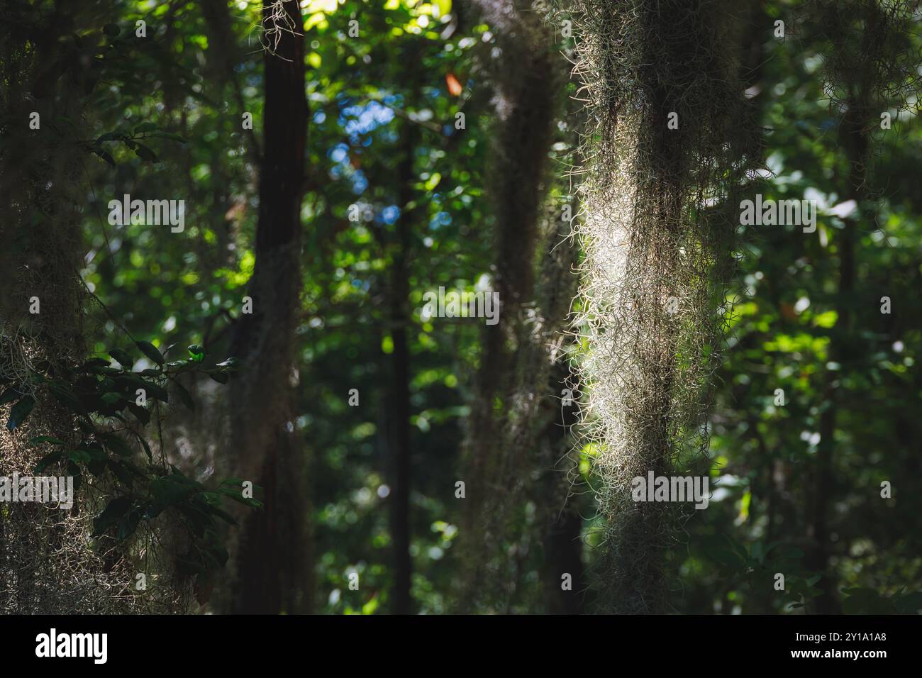 Spanish moss hangs from a trees at First Landing State Park at Virginia ...